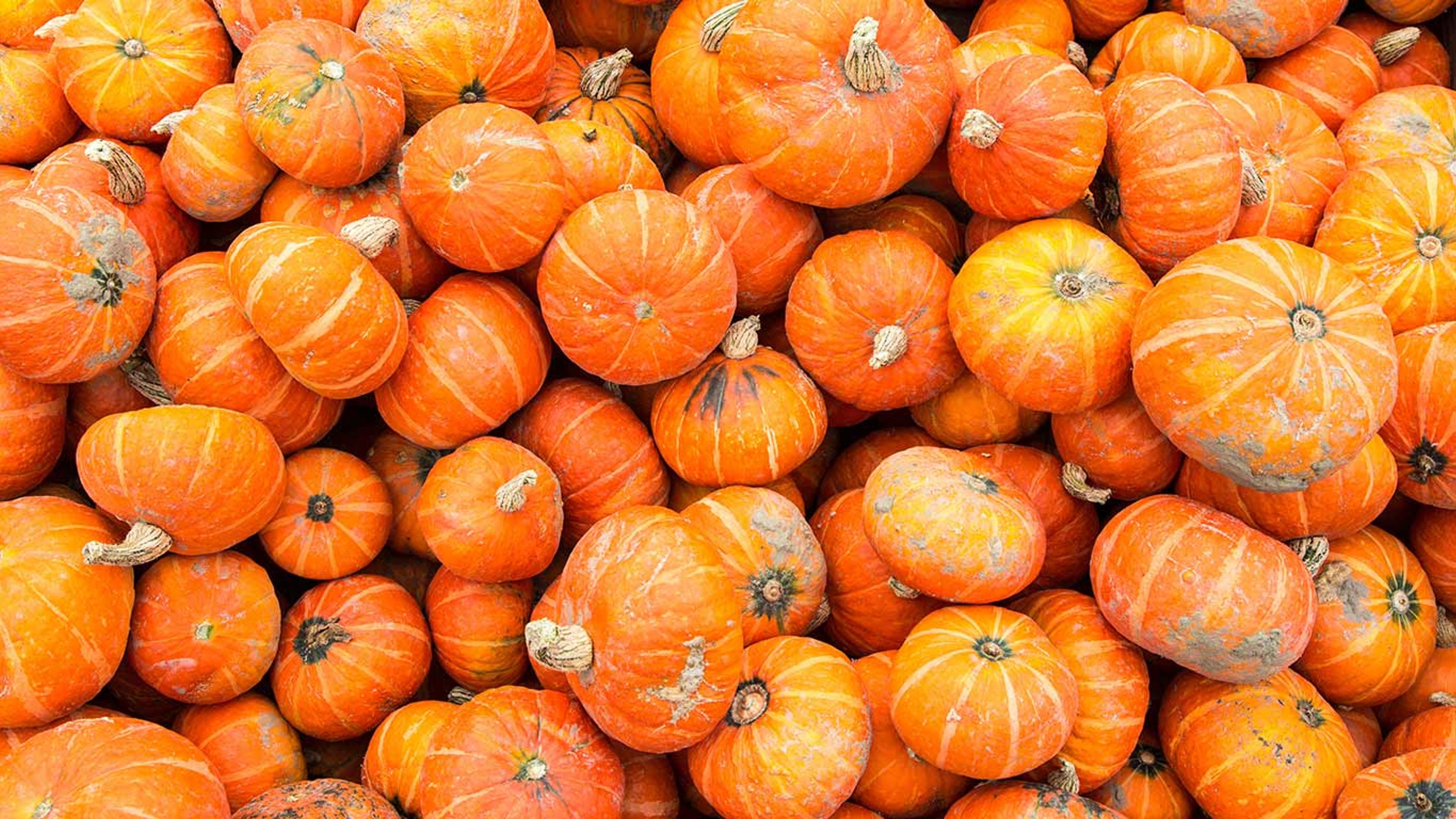Sunshine Squash at a farm produce market - Bing Gallery