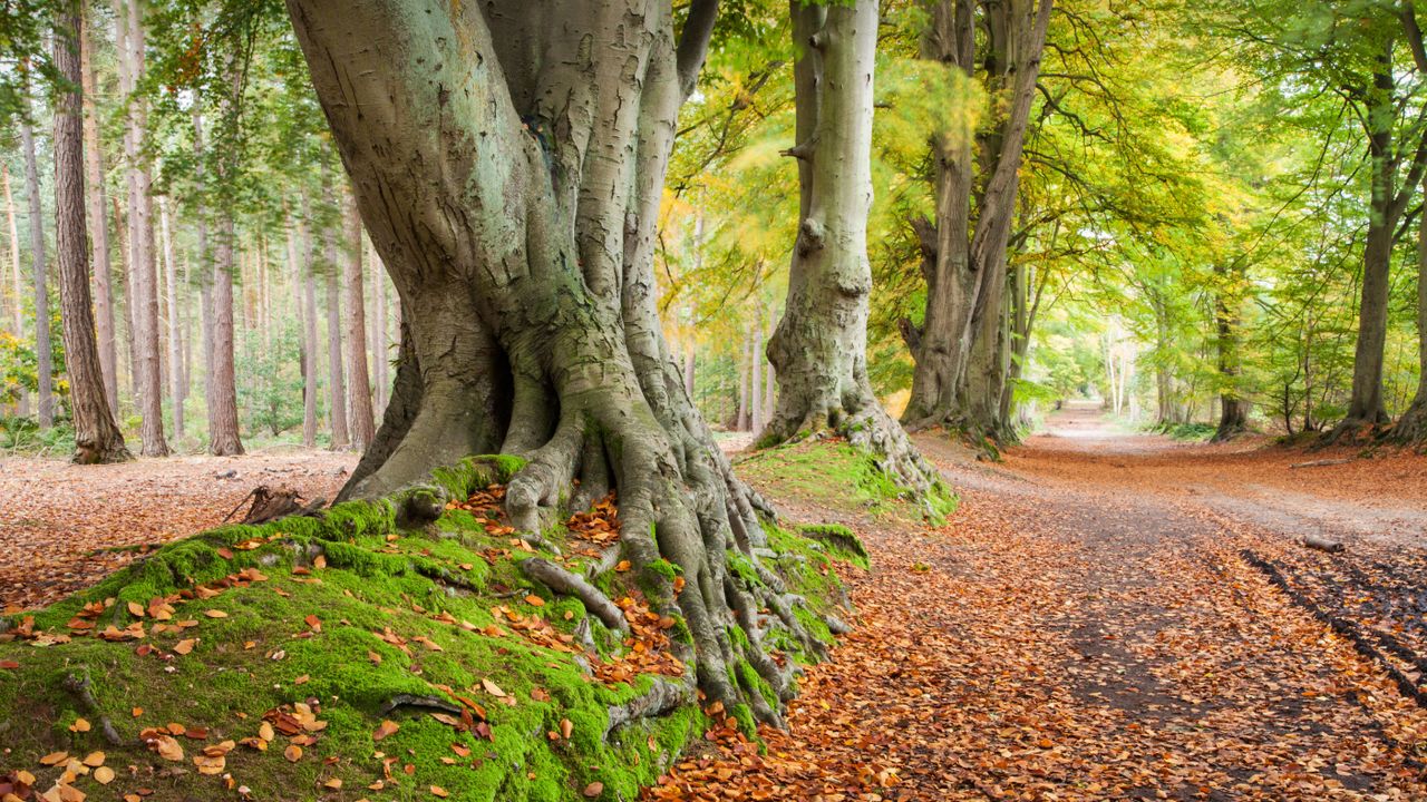 Beech trees, Harlestone Firs, Northamptonshire, England - Bing Gallery ...