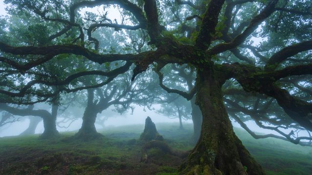Ancient til trees in Fanal Forest, island of Madeira, Portugal - Bing ...