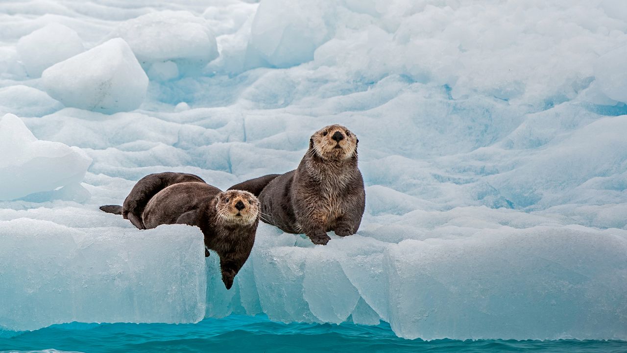 Sea otters, Prince William Sound, Alaska - Bing Gallery · Peapix