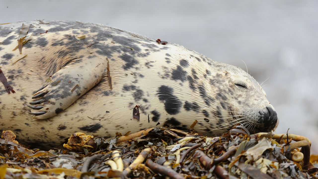 Foca grigia che dorme sulla spiaggia, Isole Orcadi, Scozia - Bing ...