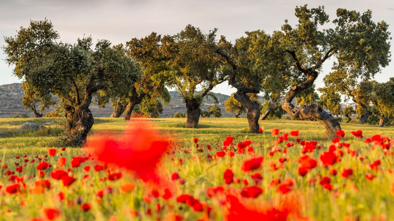 Encinas y amapolas en la dehesa, La Serena, Badajoz, España - Bing Gallery · Peapix