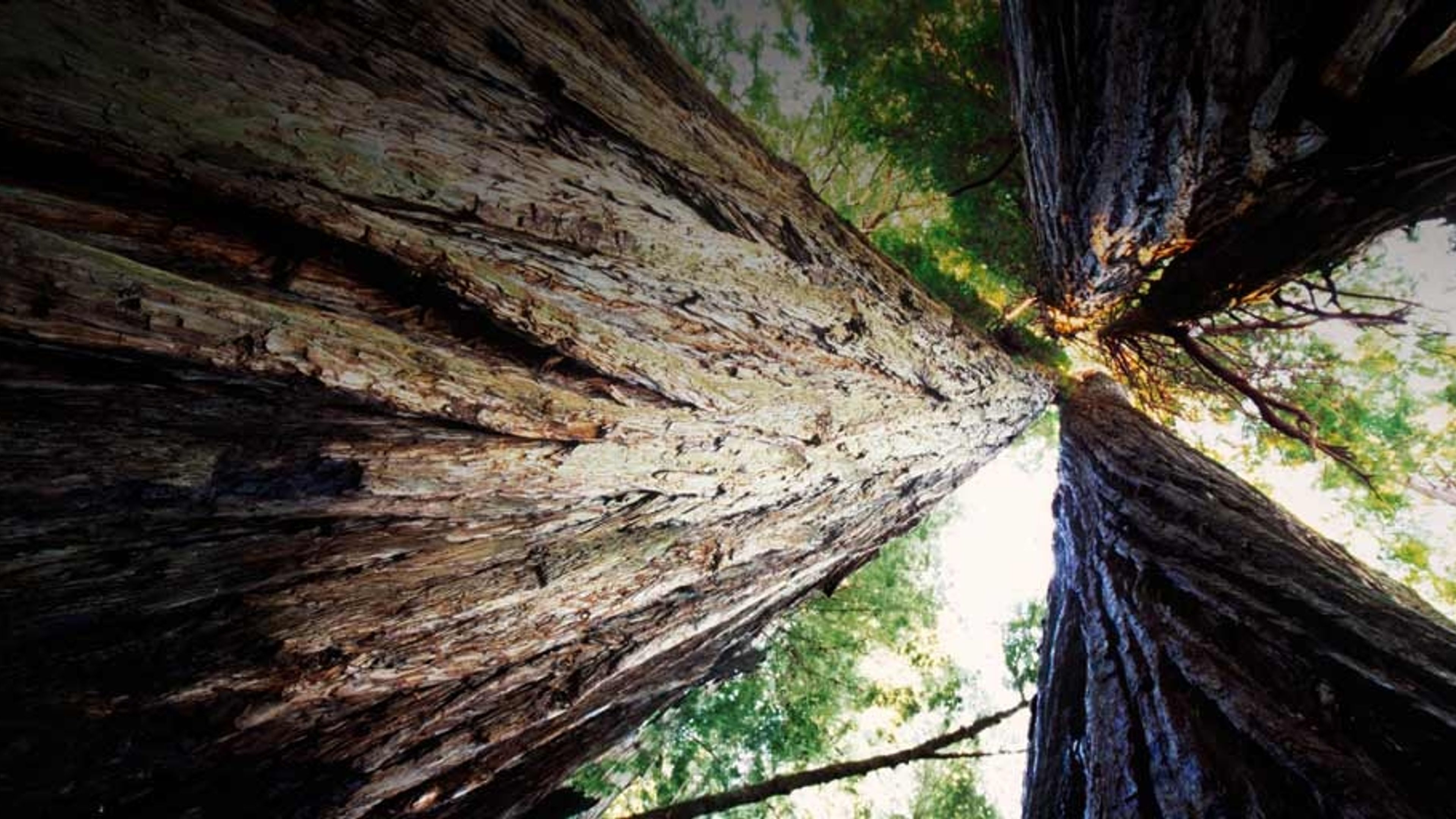 Stand of Redwood trees in Redwood National Park, California - Bing Gallery