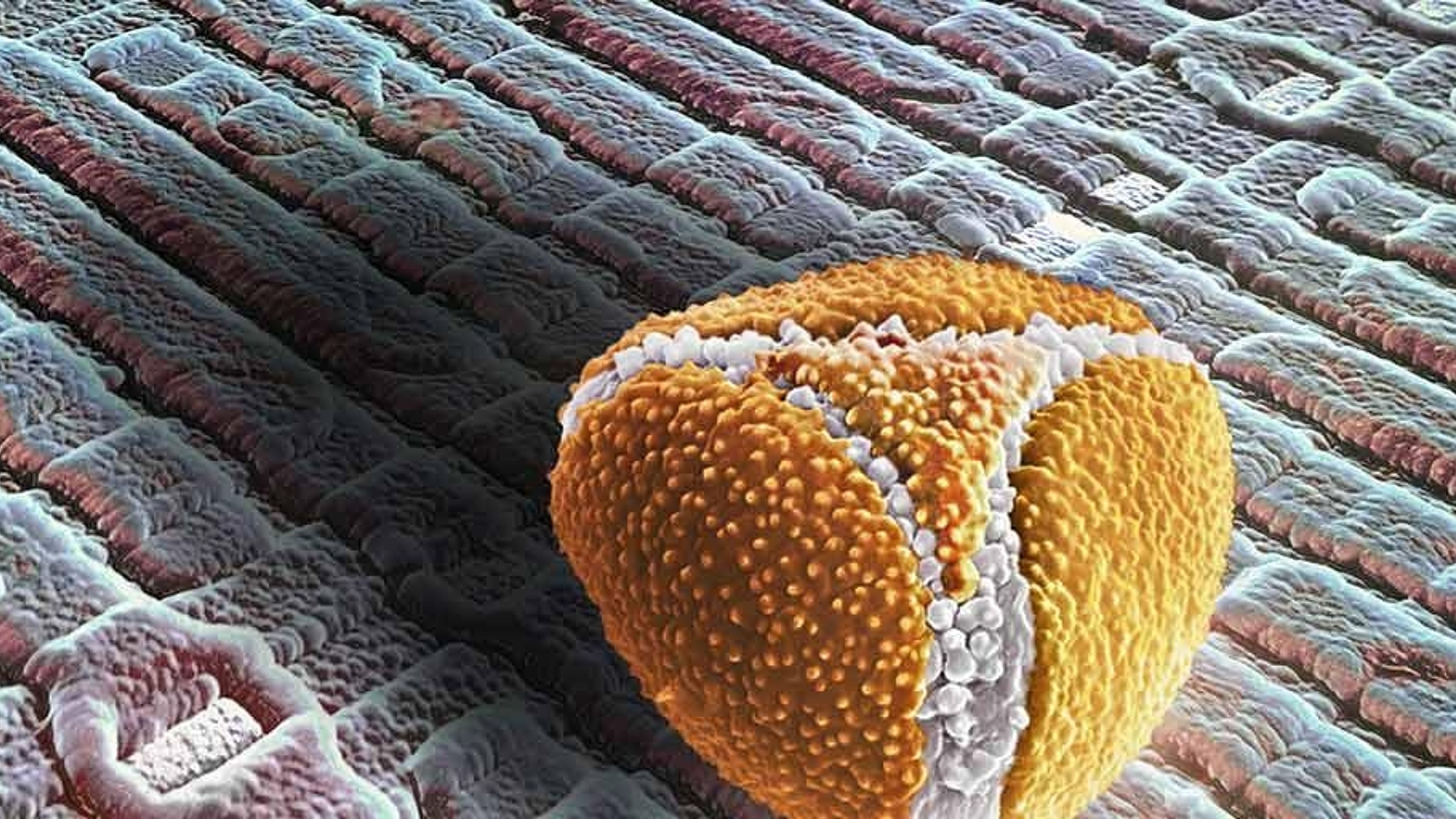 Aponogeton-Pollen auf dem Chip einer Digitalkamera. SEM, REM ...