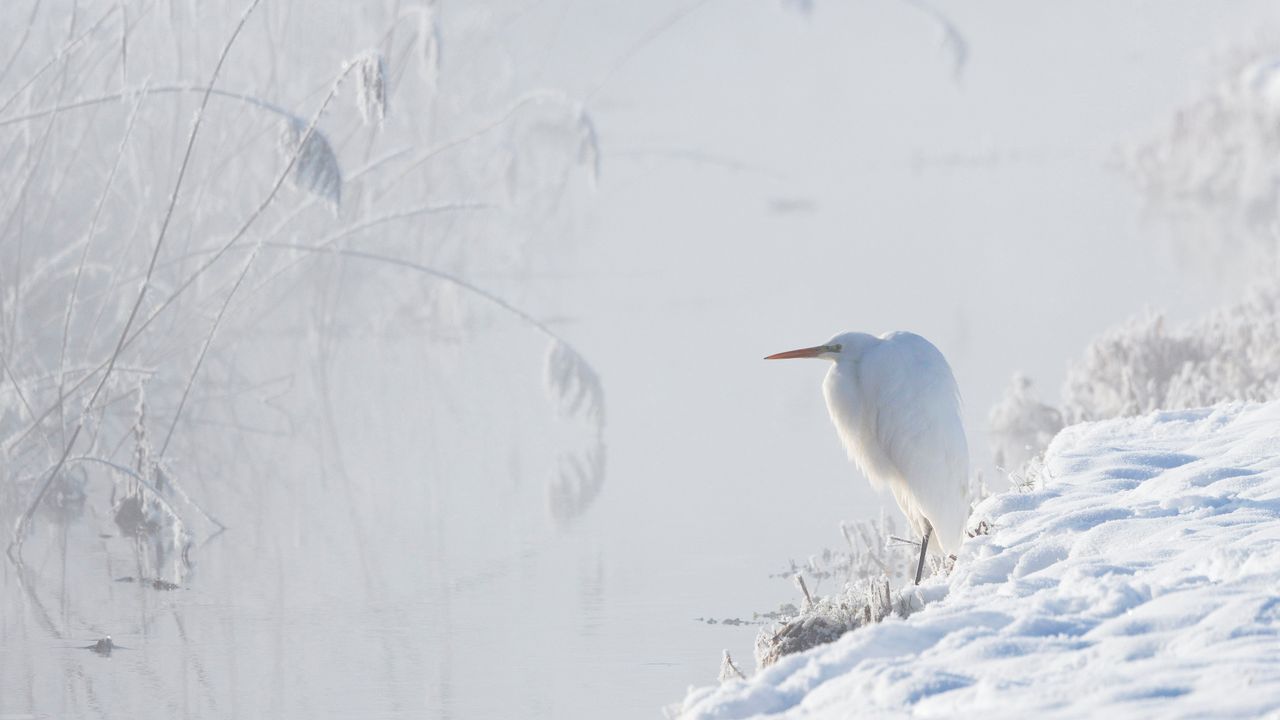 Great white egret, Upper Bavaria, Germany - Bing Gallery · Peapix