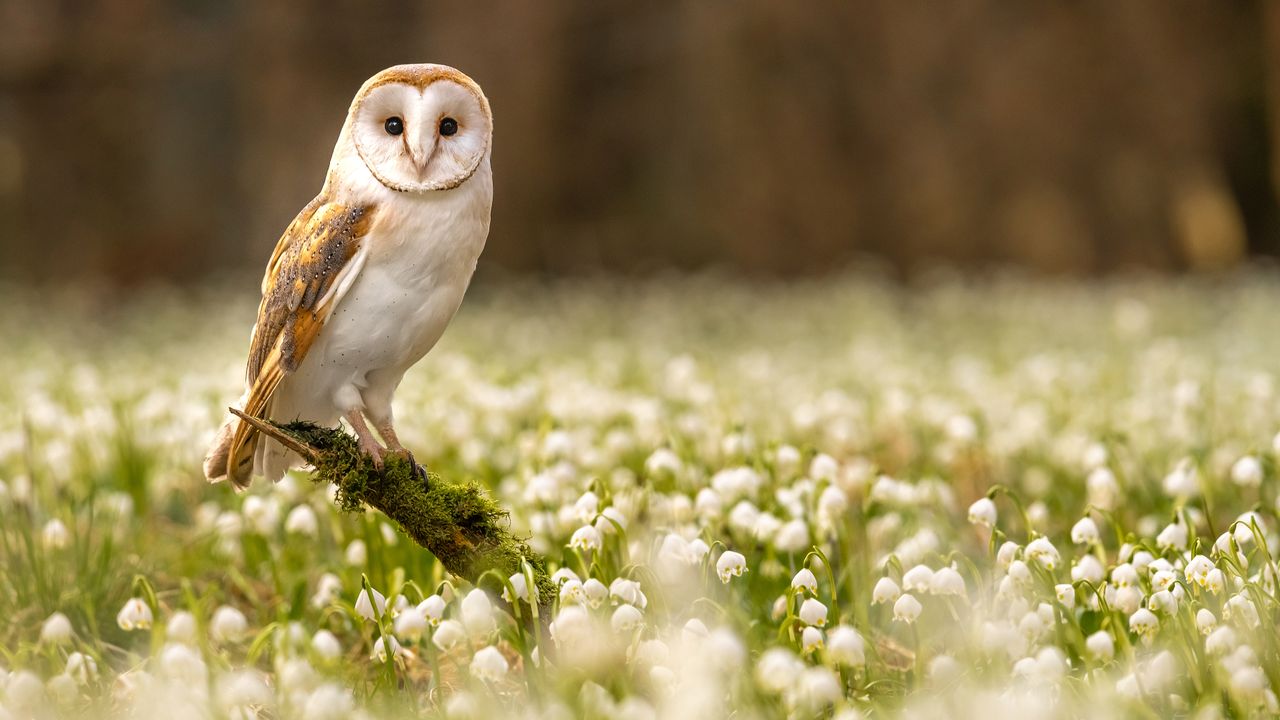 A wide-ranging raptor - Spotlight Gallery