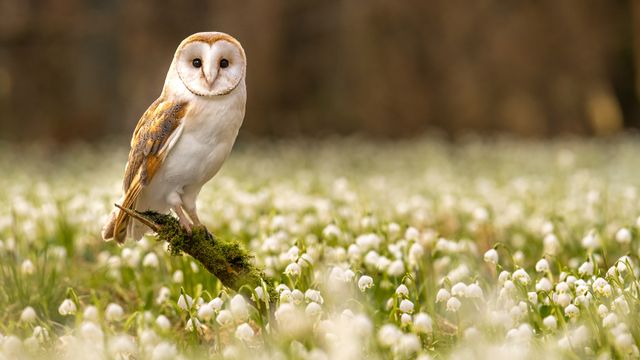 A wide-ranging raptor - Spotlight Gallery