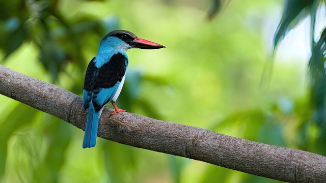 50+ Bird Wallpapers - HD Spotlight Desktop Wallpapers · Peapix