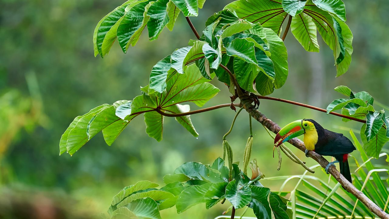Keel-billed toucan in Costa Rica - Bing Gallery · Peapix