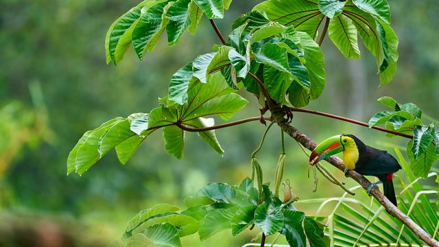 Keel-billed toucan in Costa Rica - Bing Gallery · Peapix