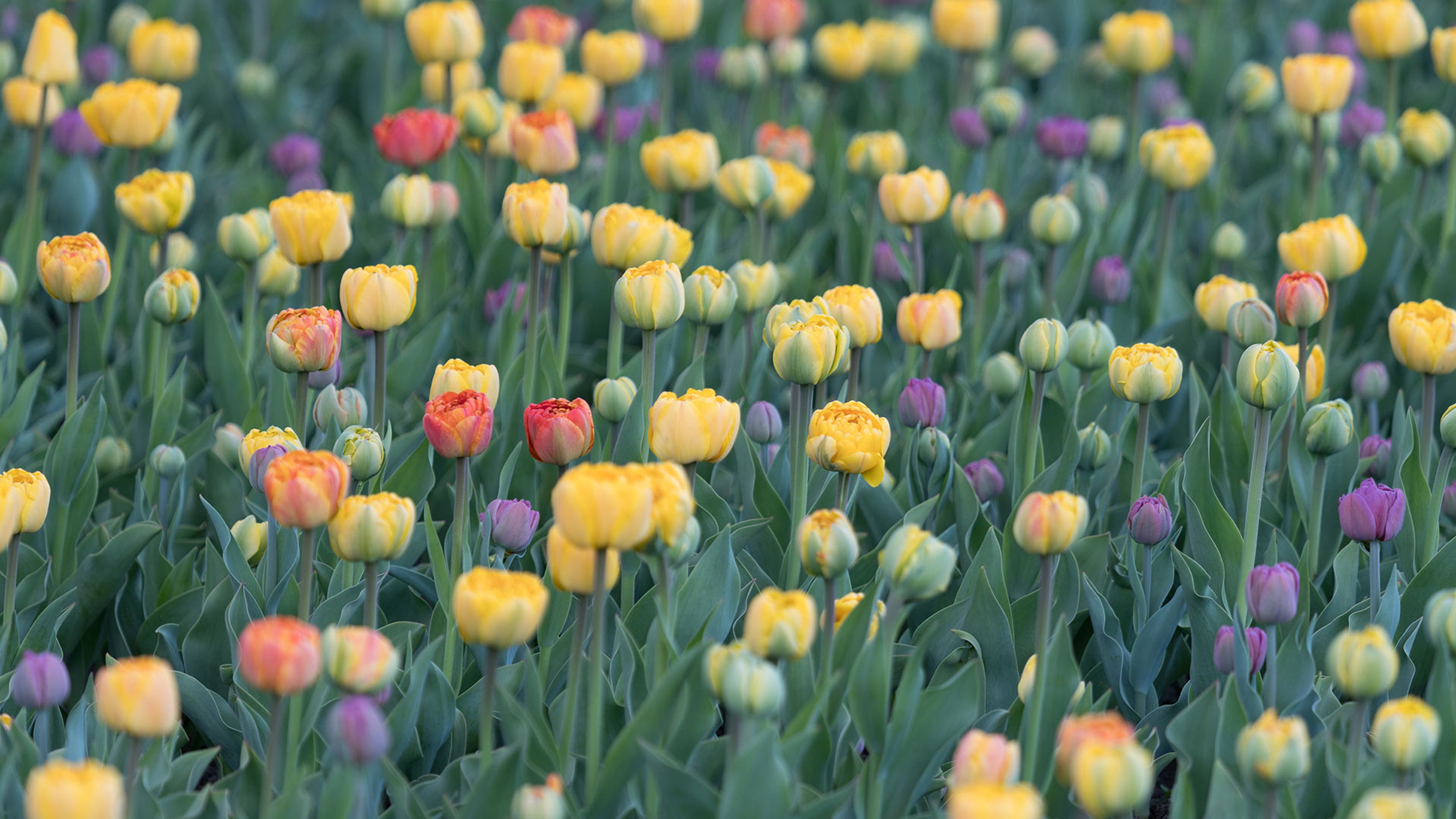 Flower bed of tulips, Ottawa - Bing Gallery
