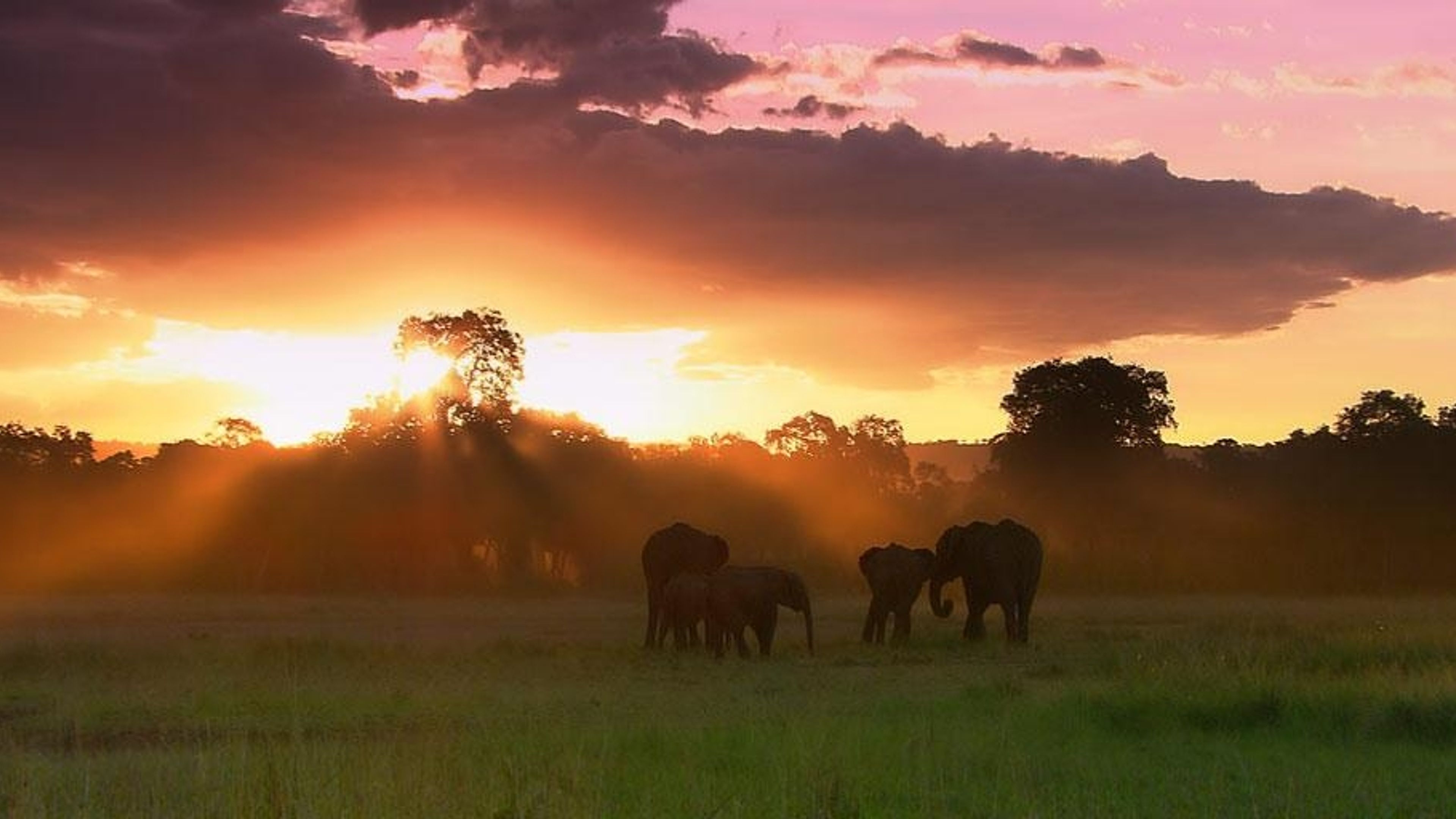 A herd of elephants in the Masai Mara National Reserve, Kenya - Bing ...