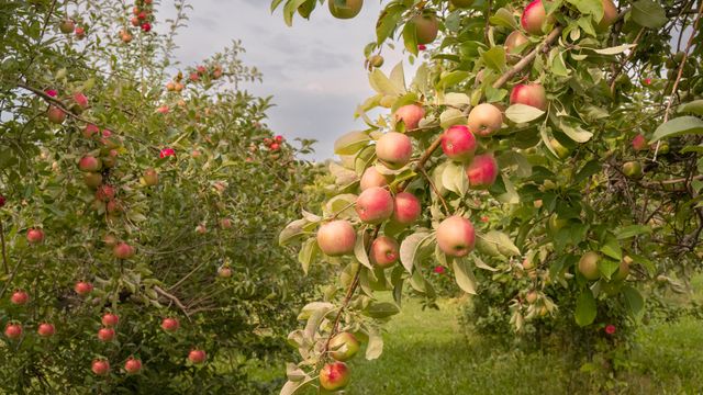 Apples ready for harvest, Minnesota, United States - Bing Gallery · Peapix