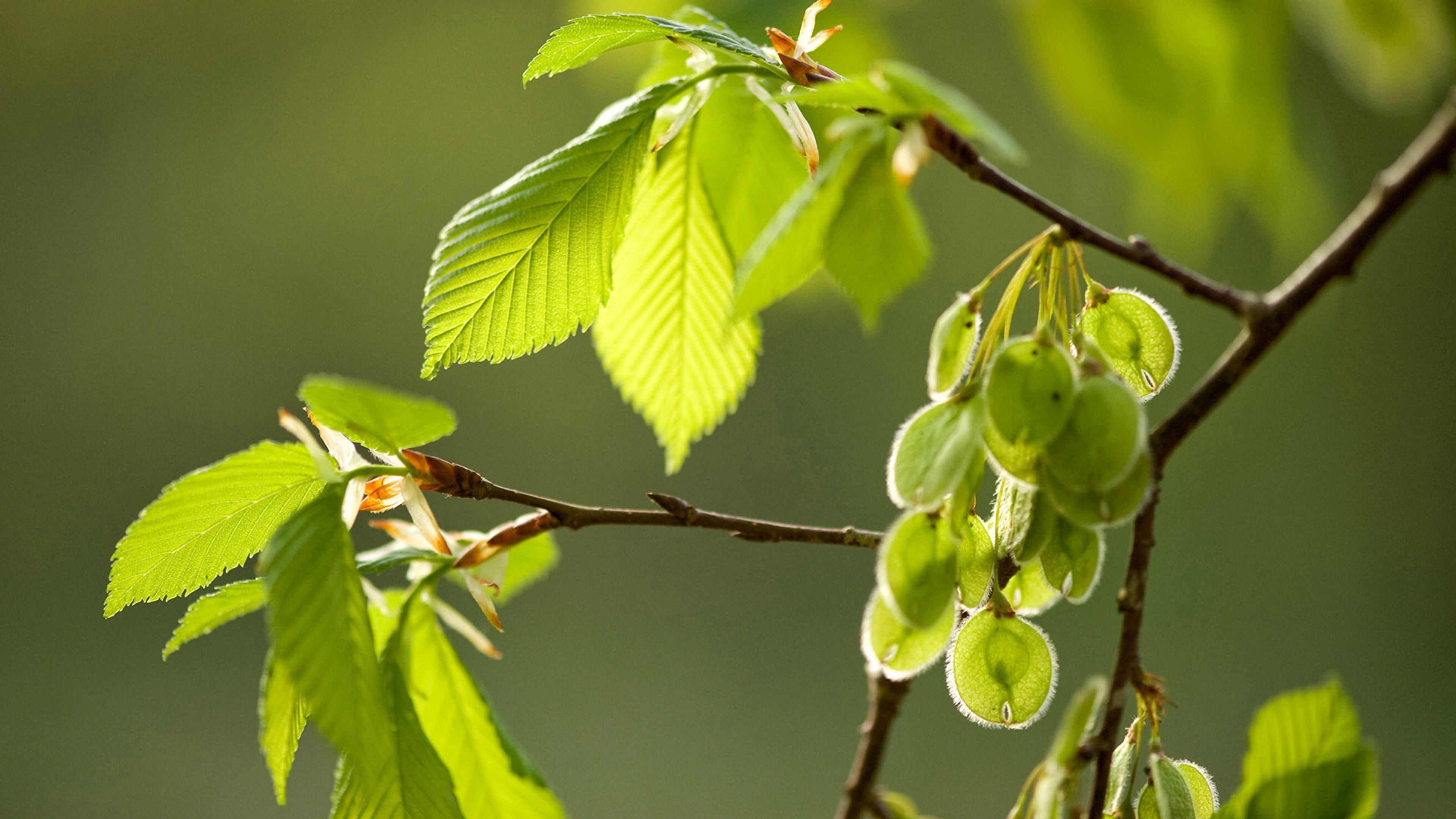 Zweige und Früchte der Flatterulme (Ulmus laevis). Zum Tag des Baumes ...