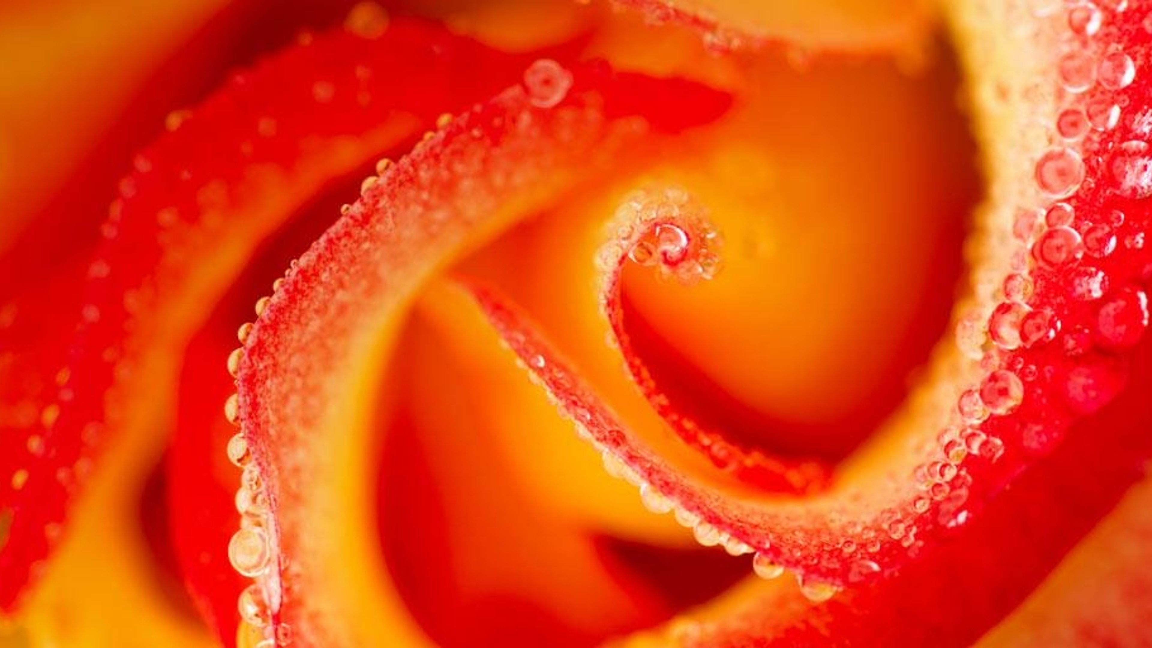 Close-up of raindrops on a Madame A. Meilland “Peace” rose - Bing Gallery
