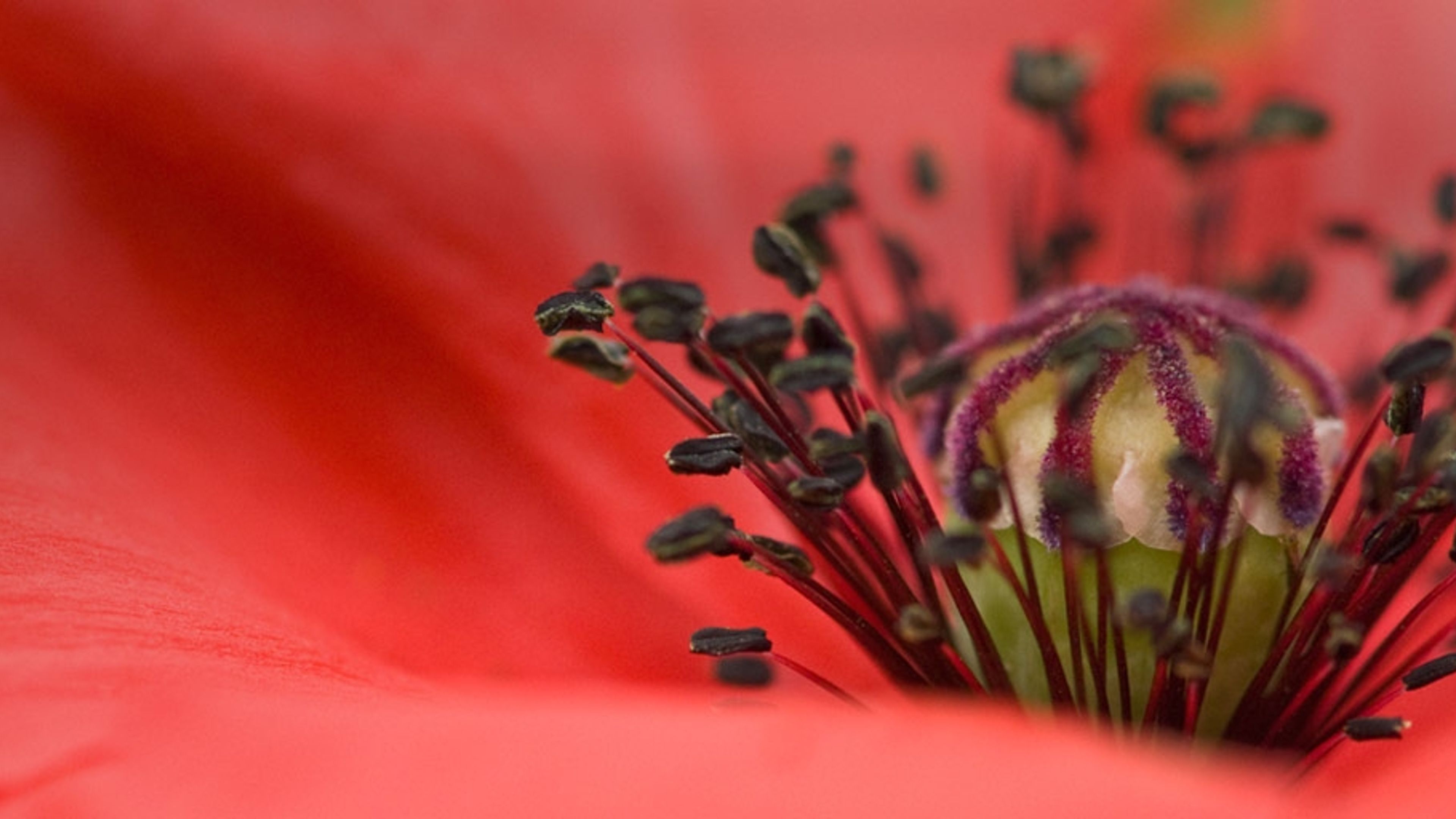 Close-up of red poppy - Bing Gallery