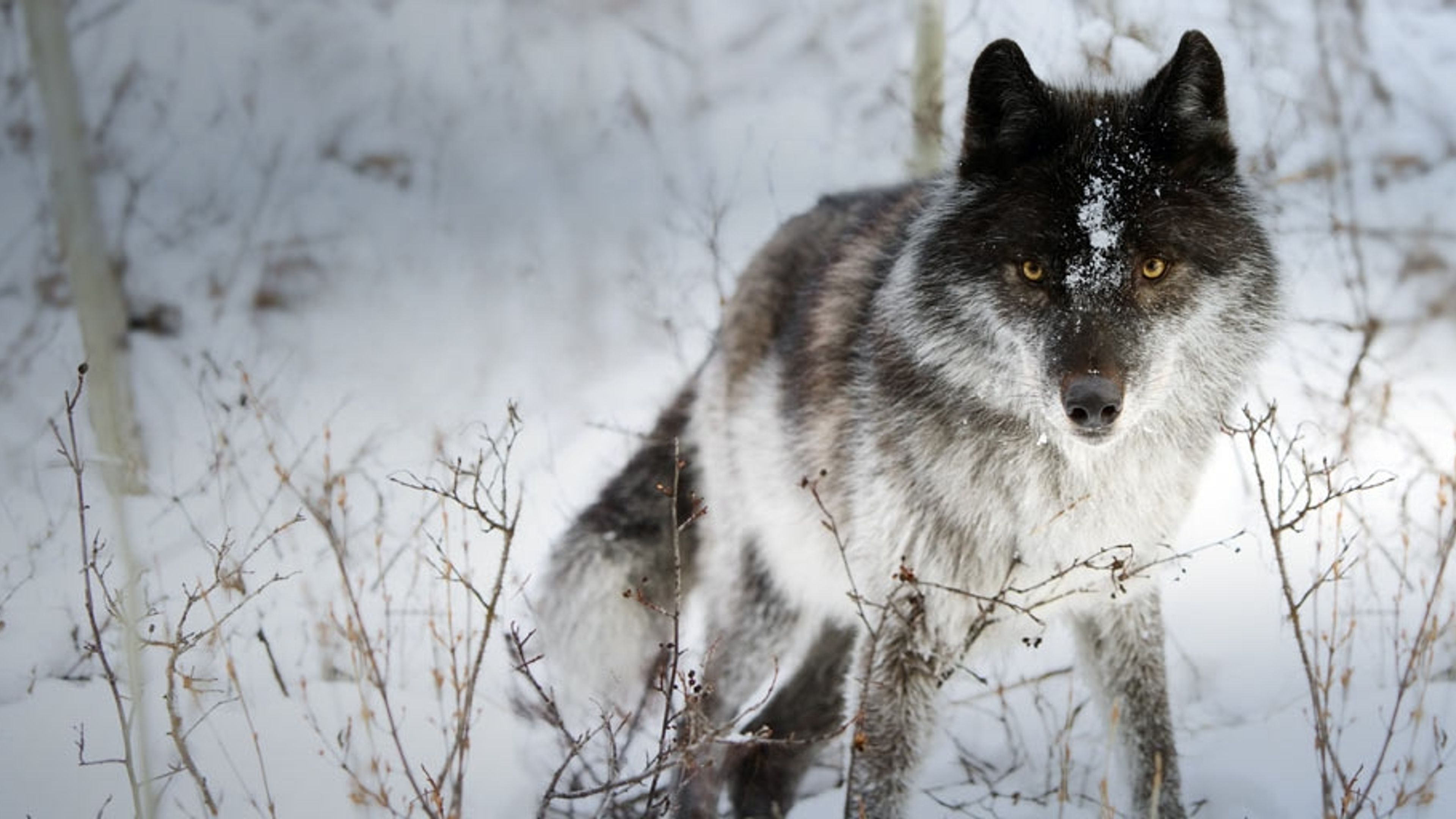 Wolf in the snow - Bing Gallery