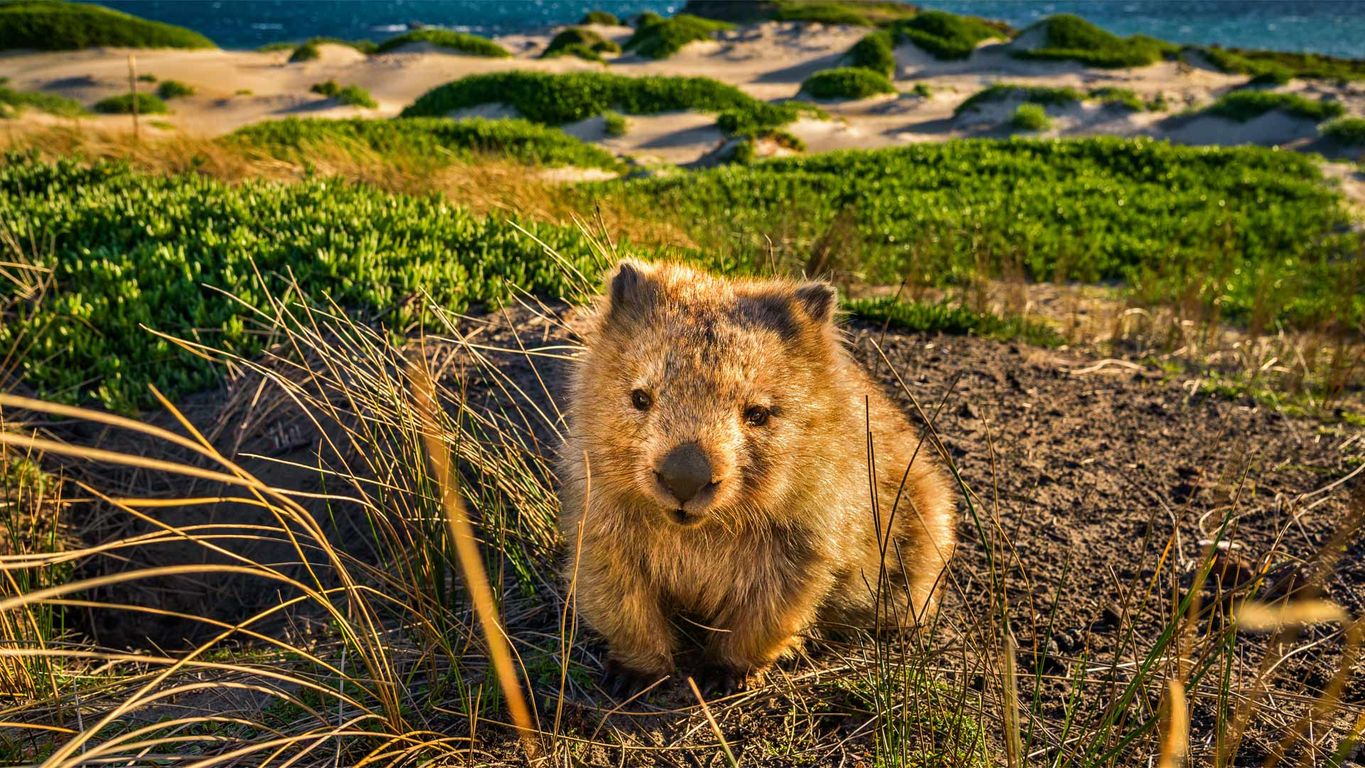 A common wombat at Point Lesueur on Maria Island in Tasmania, Australia ...