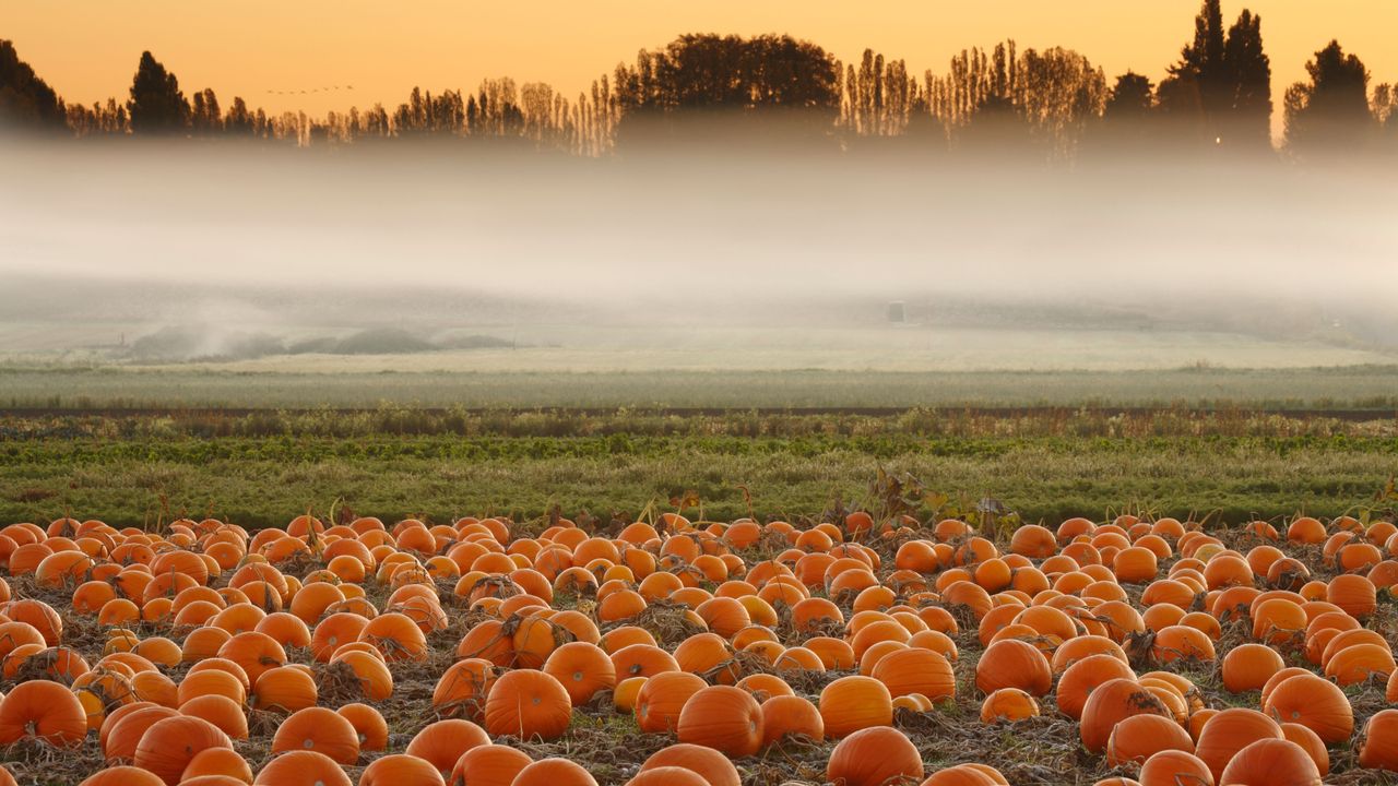 Pumpkin field, Victoria, British Columbia, Canada - Bing Gallery · Peapix
