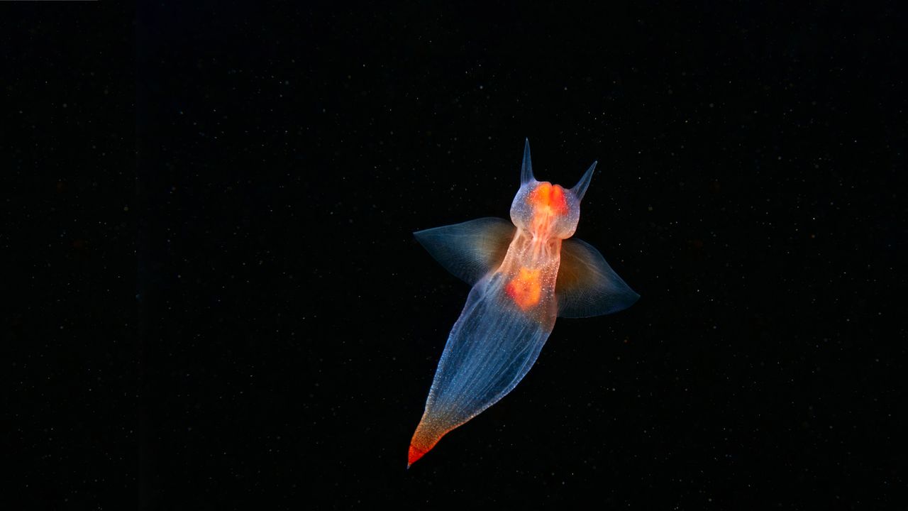 Sea angel - Bing Gallery · Peapix