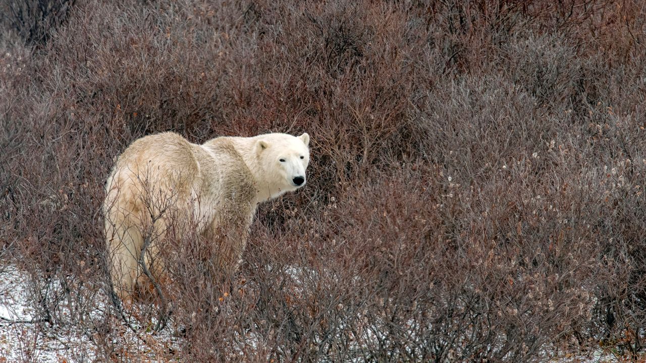 Polar bear in Churchill, Manitoba, Canada - Bing Gallery · Peapix