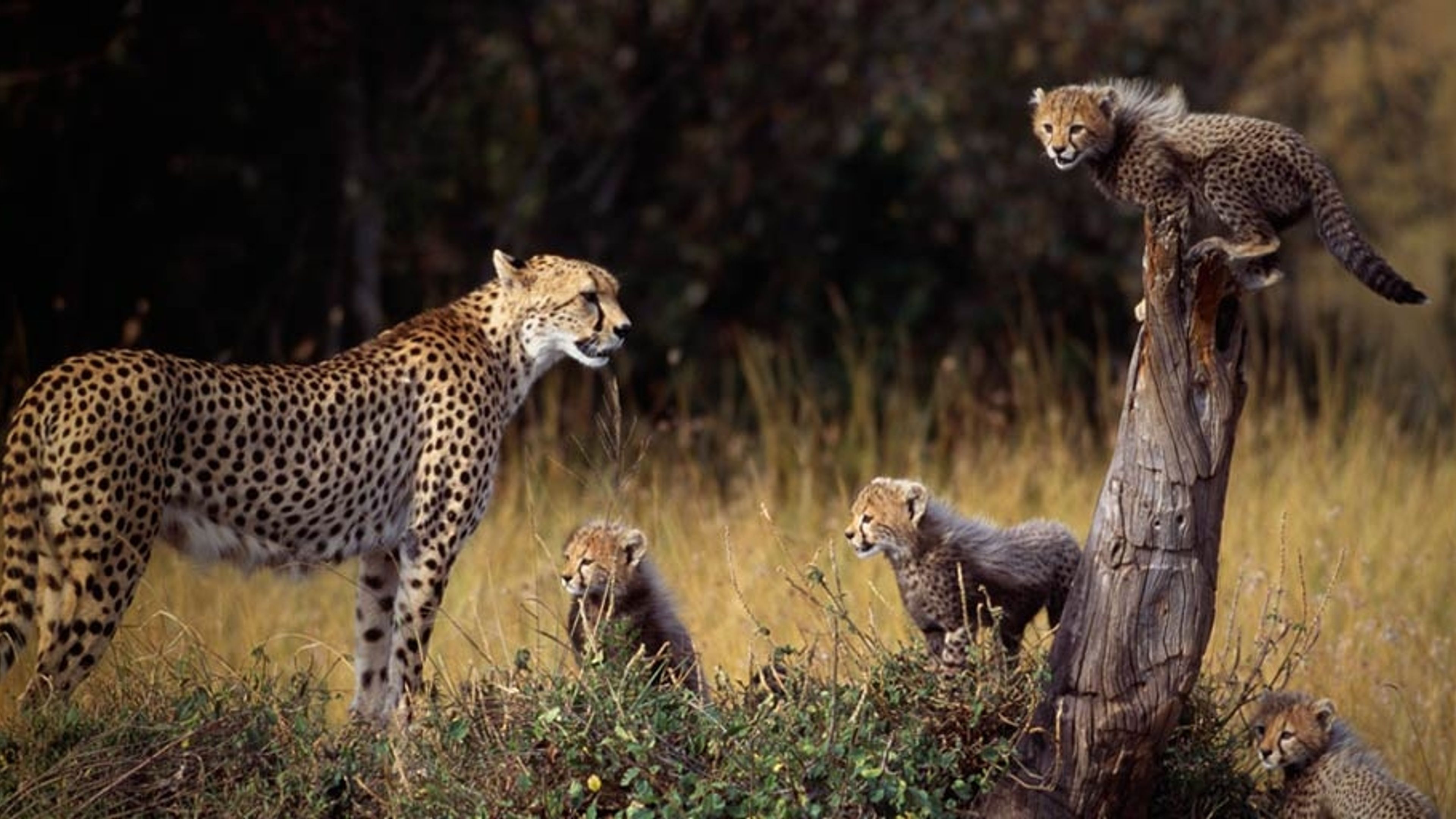 Cheetah and cubs in the Masai Mara National Reserve, Kenya - Bing Gallery