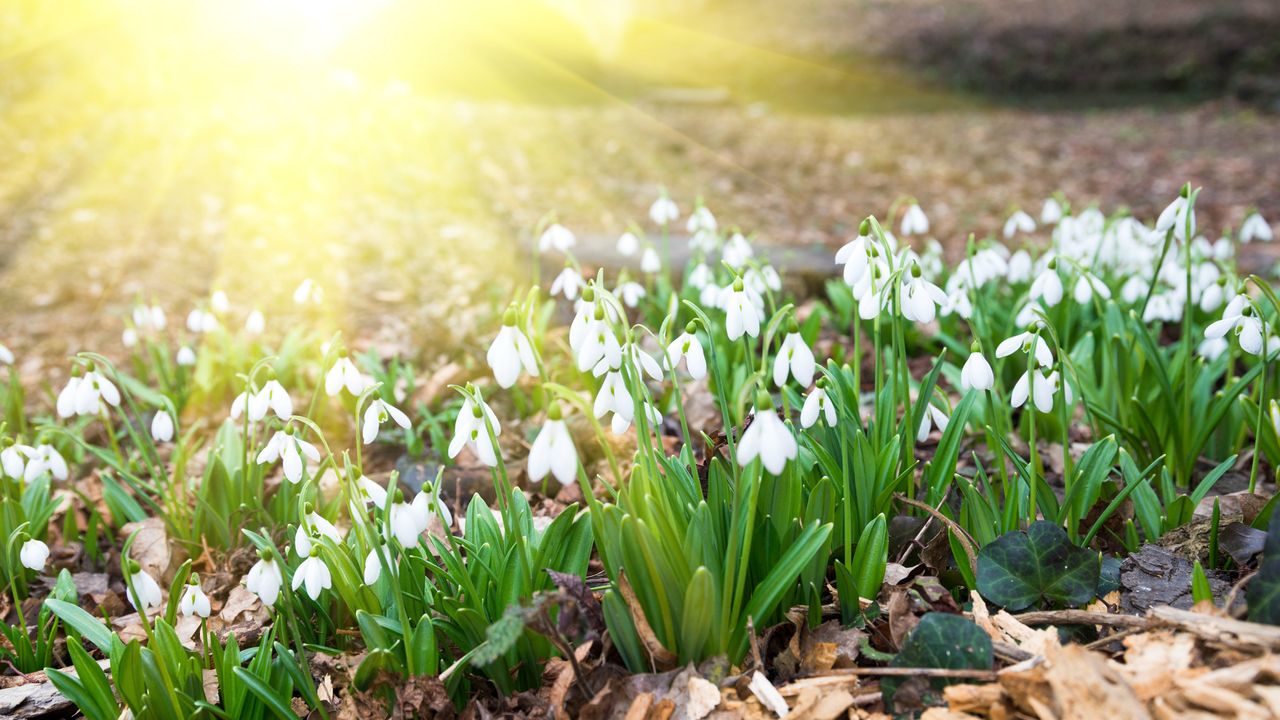 Snowdrops in spring - Bing Gallery · Peapix