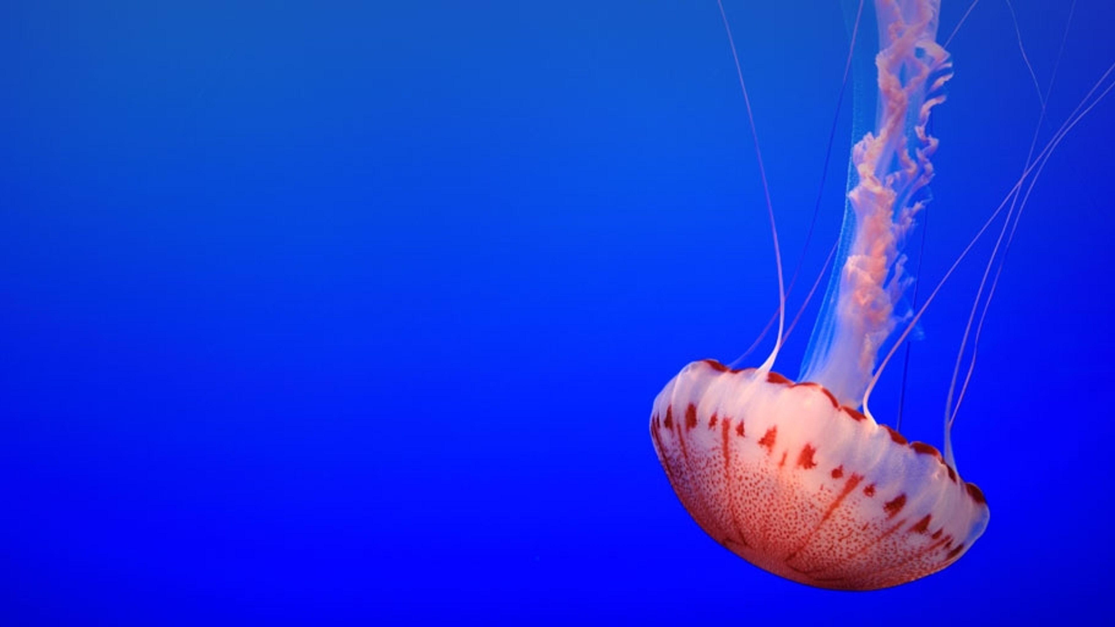 Nettle jelly fish at the Monterey Bay Aquarium, California - Bing Gallery
