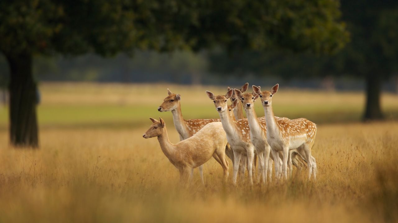 European fallow deer, England - Bing Gallery · Peapix