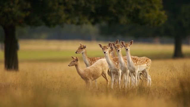 European fallow deer, England - Bing Gallery · Peapix