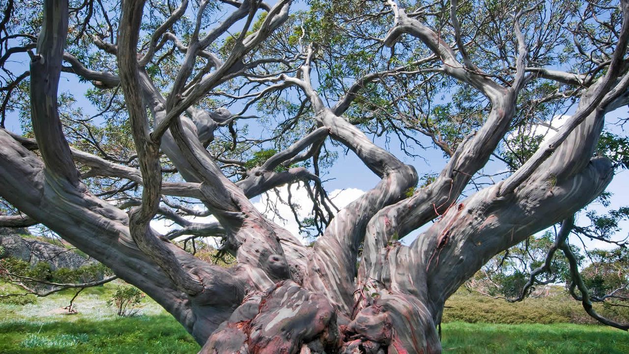 Snow gums in Kosciuszko National Park, Thredbo, New South Wales - Bing ...