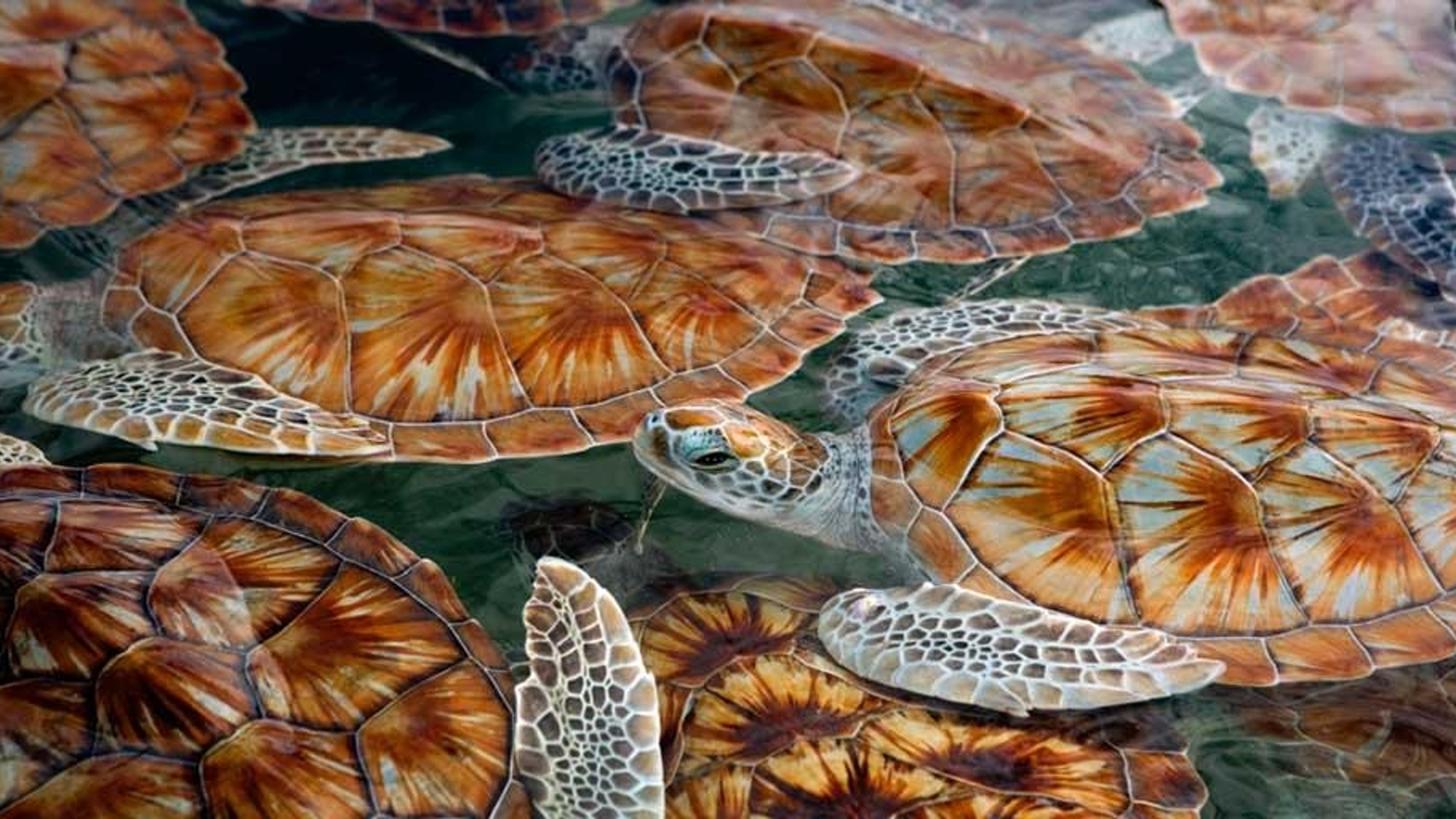 Green sea turtle hatchlings at Boatswain's Bay, Grand Cayman Island ...