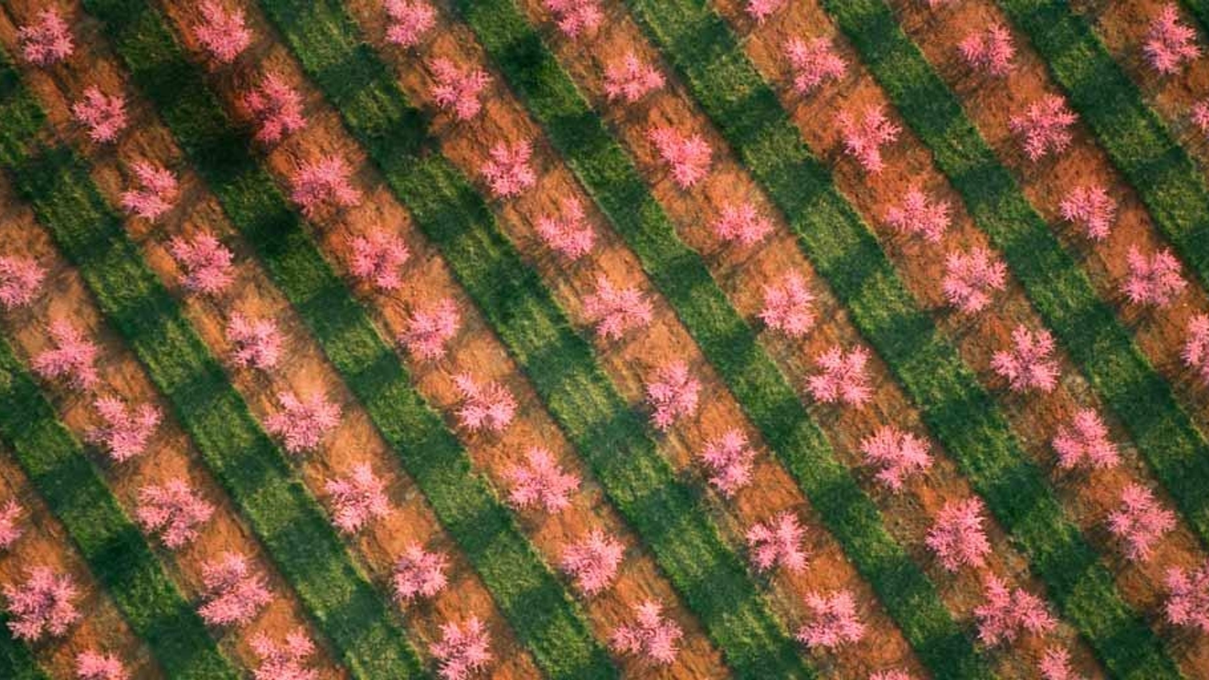 Aerial view of a peach orchard in full springtime bloom near Chesnee ...