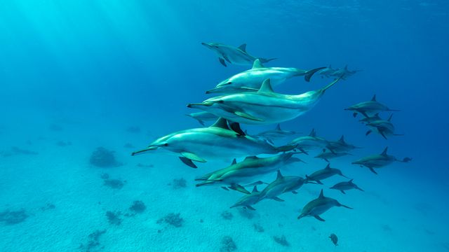 Spinner dolphin pod in the Red Sea, Marsa Alam, Egypt - Bing Gallery ...