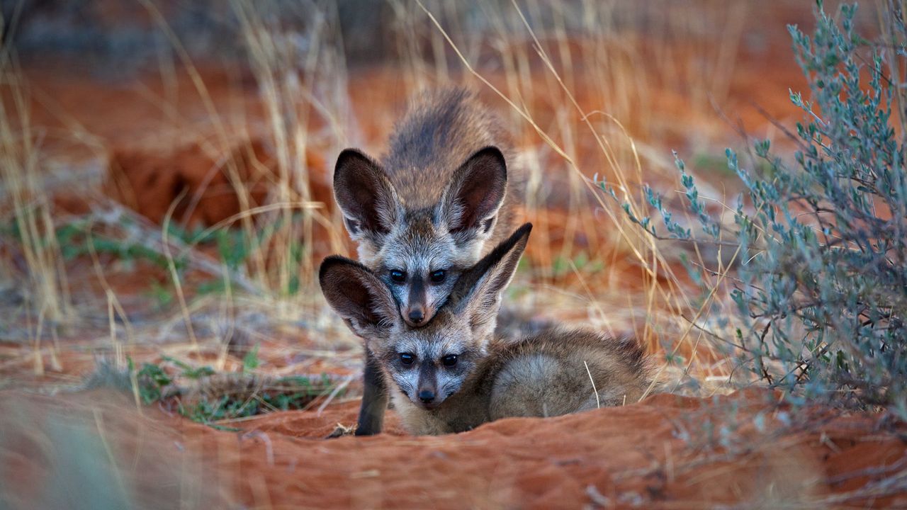 Bat Eared Fox Pups Memphis Zoo Welcomes 2 Baby Bat Eared Foxes