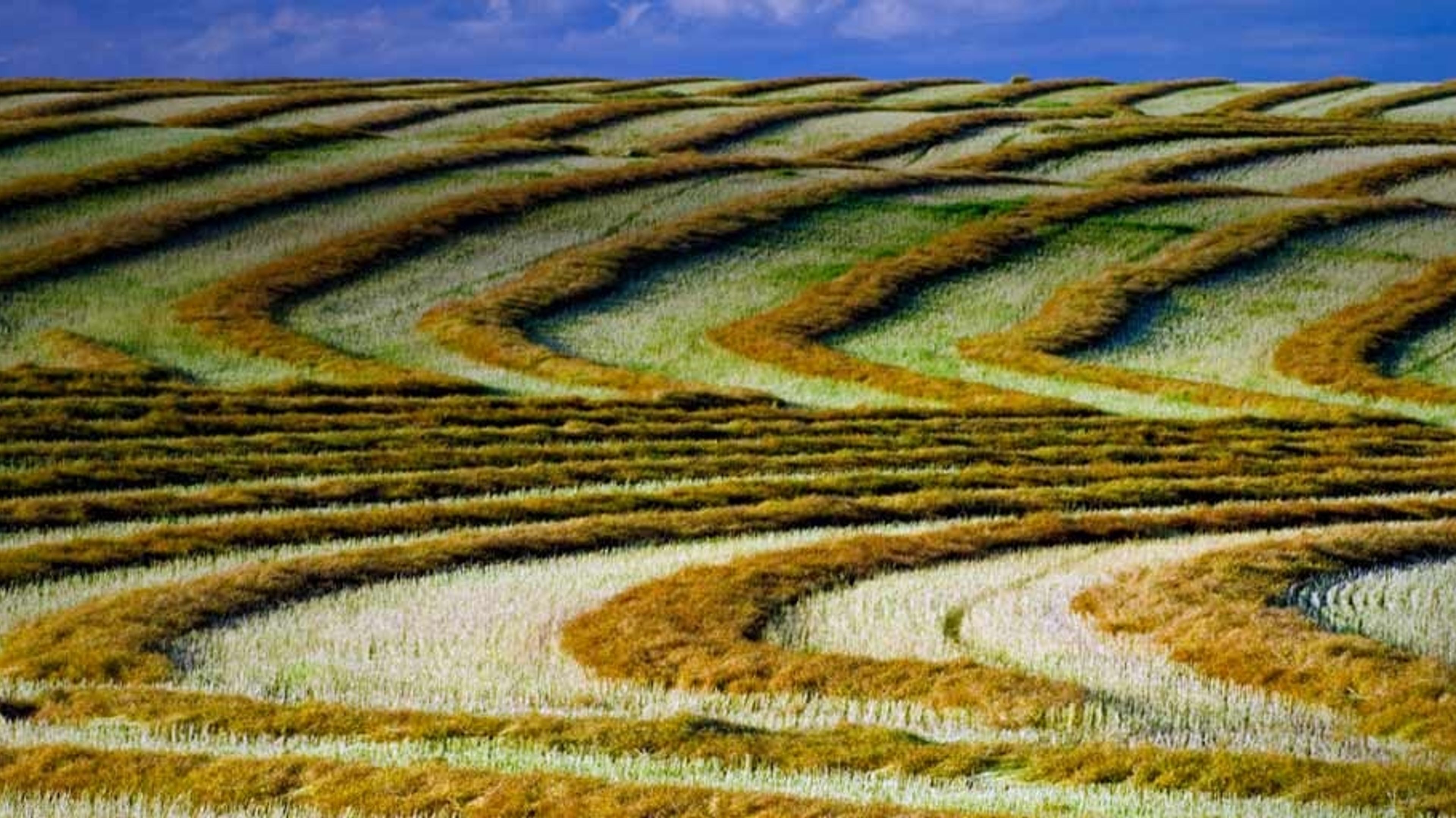 Patterned rows of swathed canola (rape seed) drying in the field prior ...