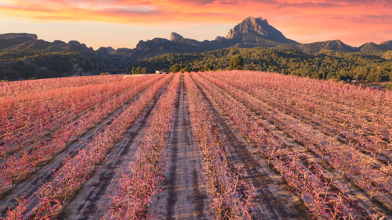 Peach trees in bloom, Cieza, Murcia, Spain - Bing Gallery · Peapix