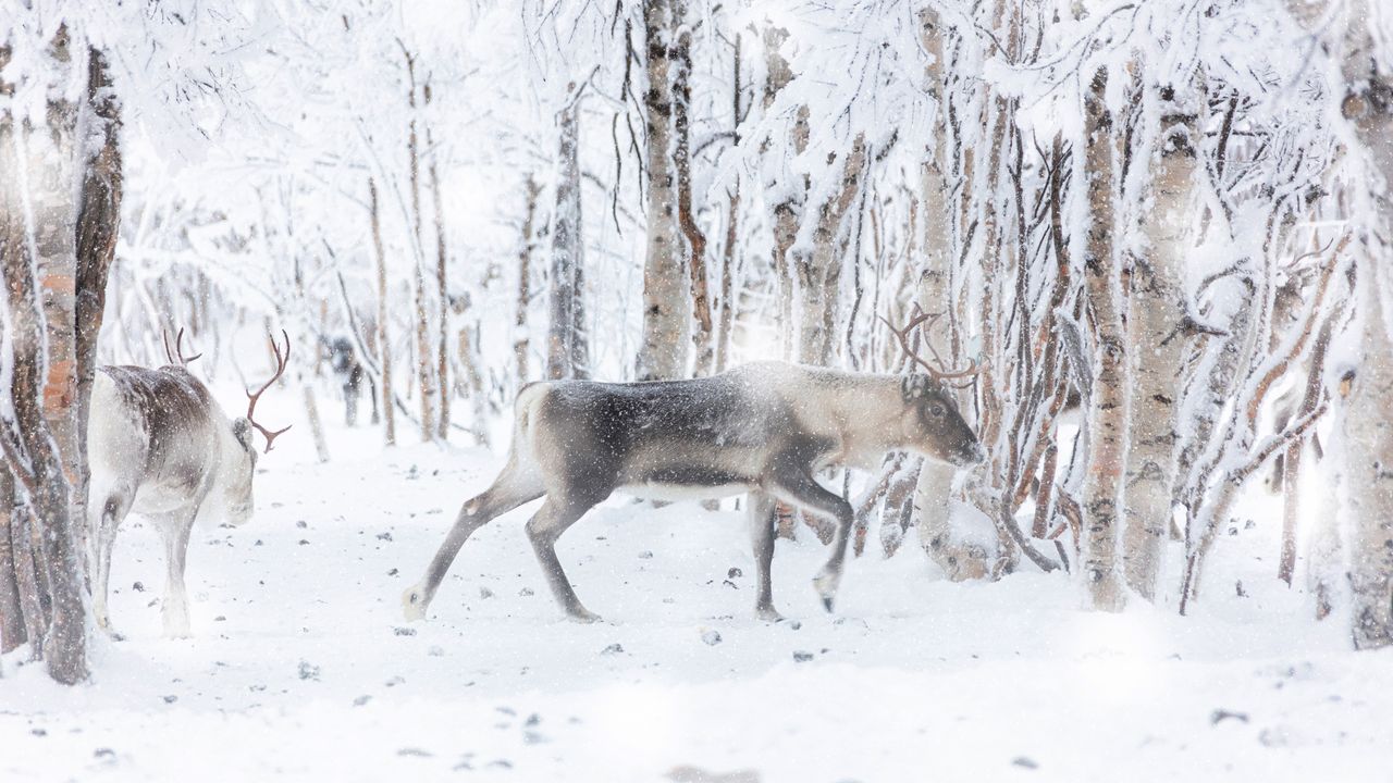 Reindeer during winter snowfall, Lapland, Finland - Bing Gallery · Peapix