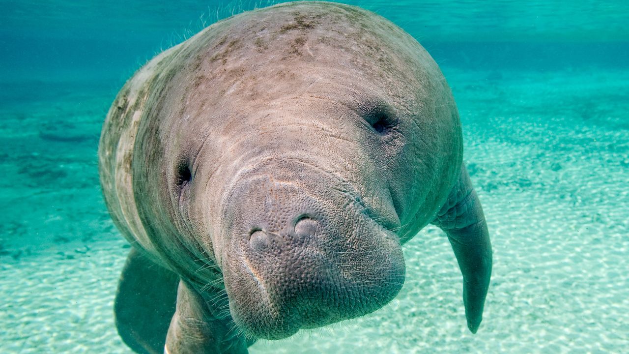 A sea cow's close-up - Spotlight Gallery