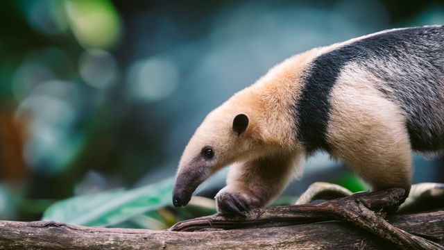 Anteater antics - Spotlight Gallery