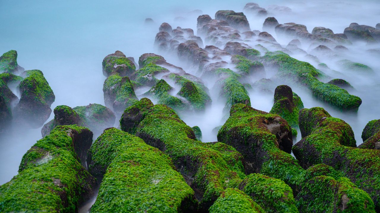 Green today, gone tomorrow - Spotlight Gallery