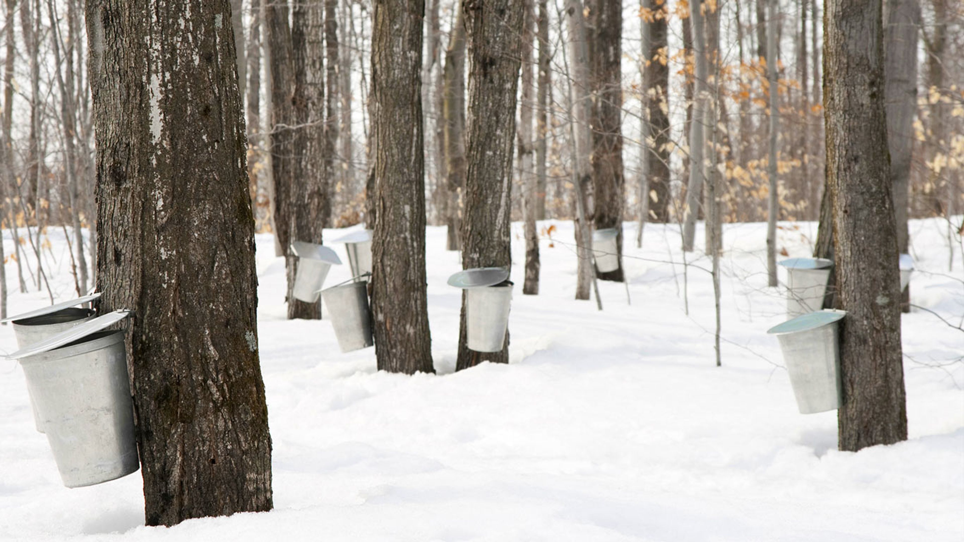 Pails used to collect sap of maple trees to produce maple syrup, Canada ...