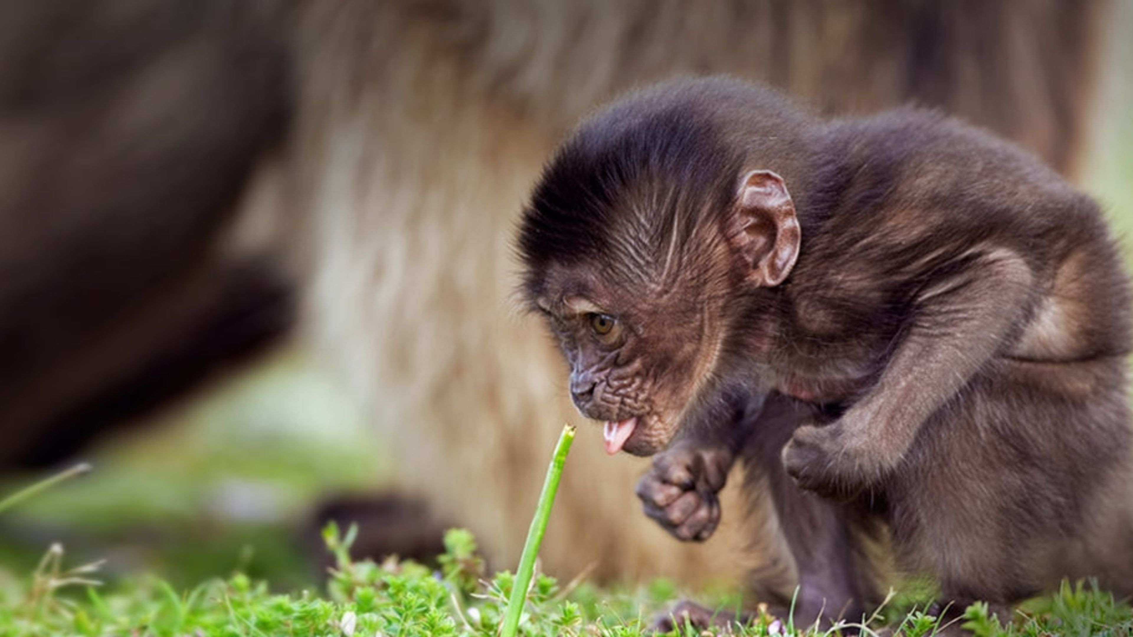 Infant gelada baboon in Simien Mountains National Park, Ethiopia - Bing ...
