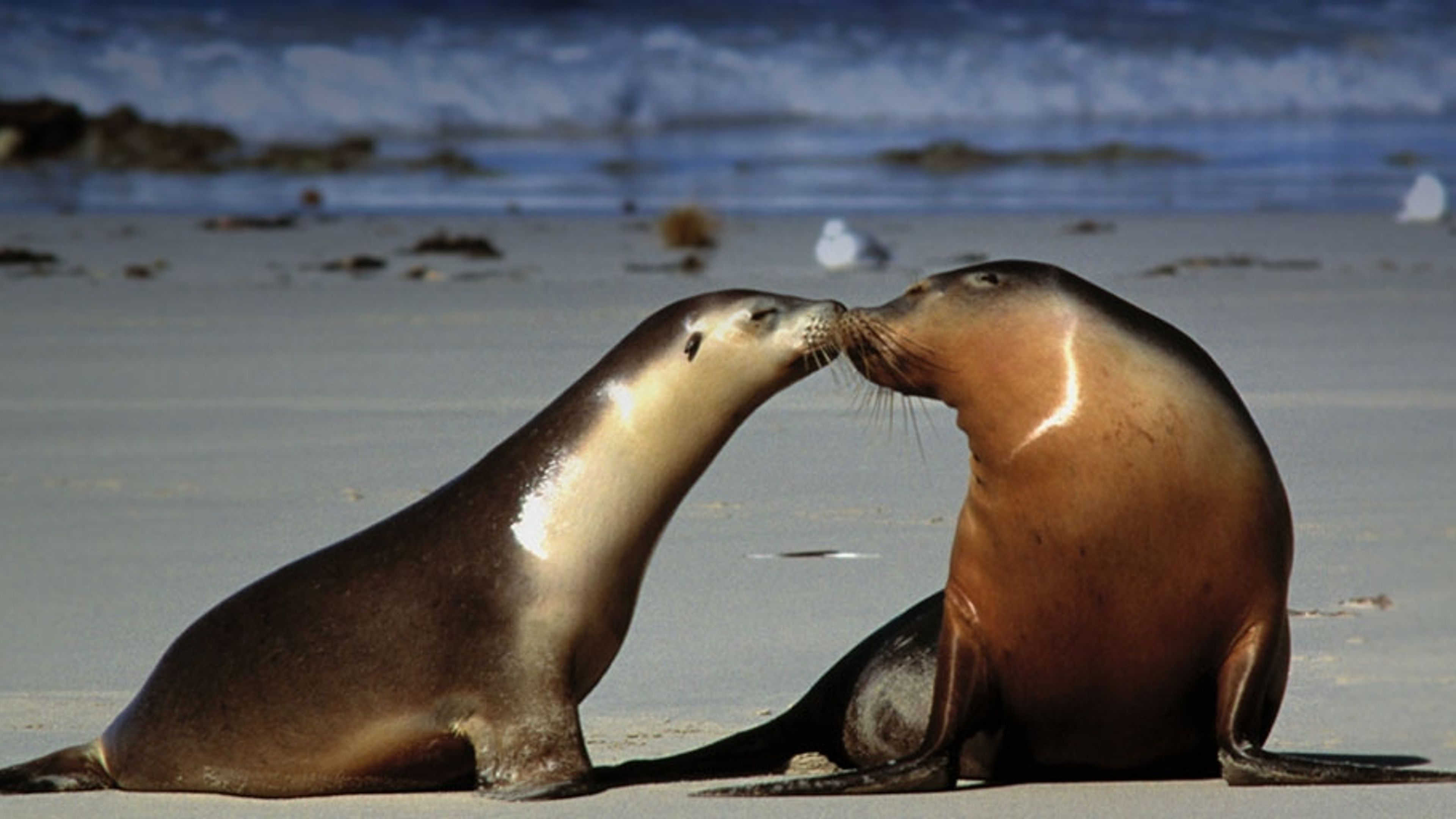Australian Fur Seals - Bing Gallery