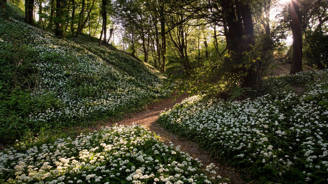 Wild garlic, Greatwood Copse, Isle of Wight, England - Bing Gallery ...