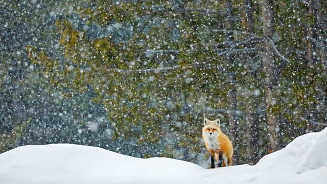 Red fox standing in snowfall, Grand Teton National Park, Wyoming ...