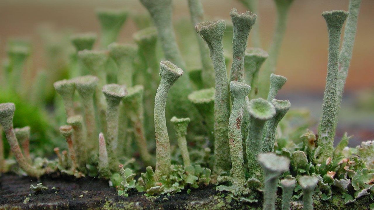 Pixie-cup lichen growing on a post - Bing Gallery · Peapix