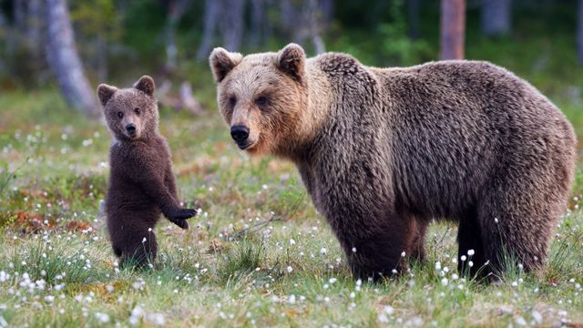 Bear pair - Spotlight Gallery