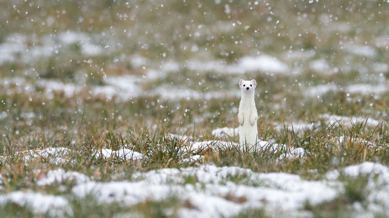 Stoat (Mustela erminea), Upper Bavaria, Germany - Bing Gallery · Peapix