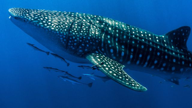 1+ Soft-finned Fish Wallpapers - HD Spotlight Desktop Wallpapers · Peapix